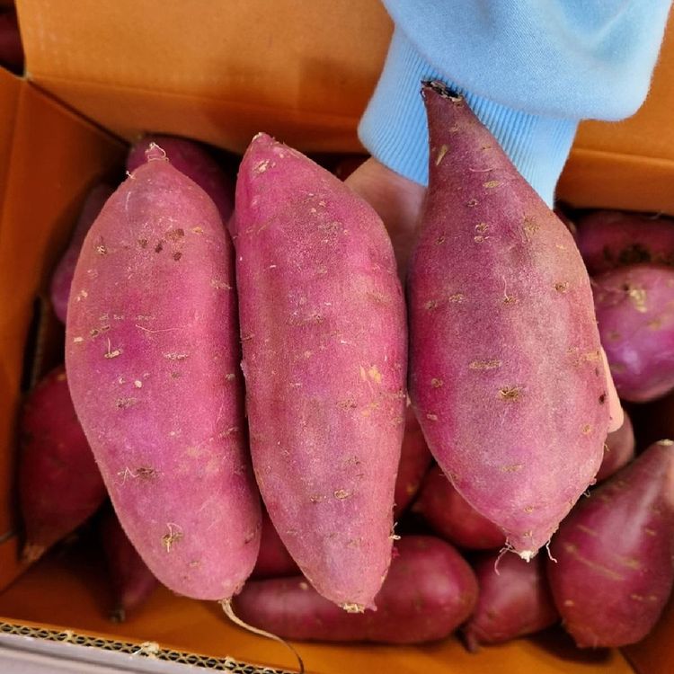 무안 달수 고구마 2kg 특 특상 세척고구마 꿀고구마 2024 햇고구마 황금고구마 베니하루 홈플러스 택배배송