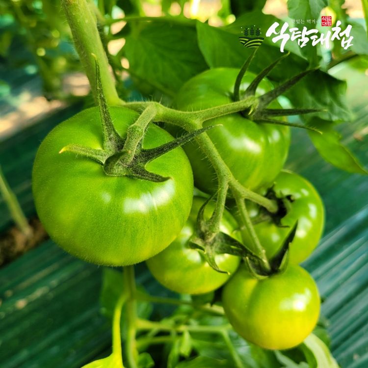 식탐대첩 대저 짭짤이 토마토 2.5kg 2S-3S | 홈플러스 택배배송