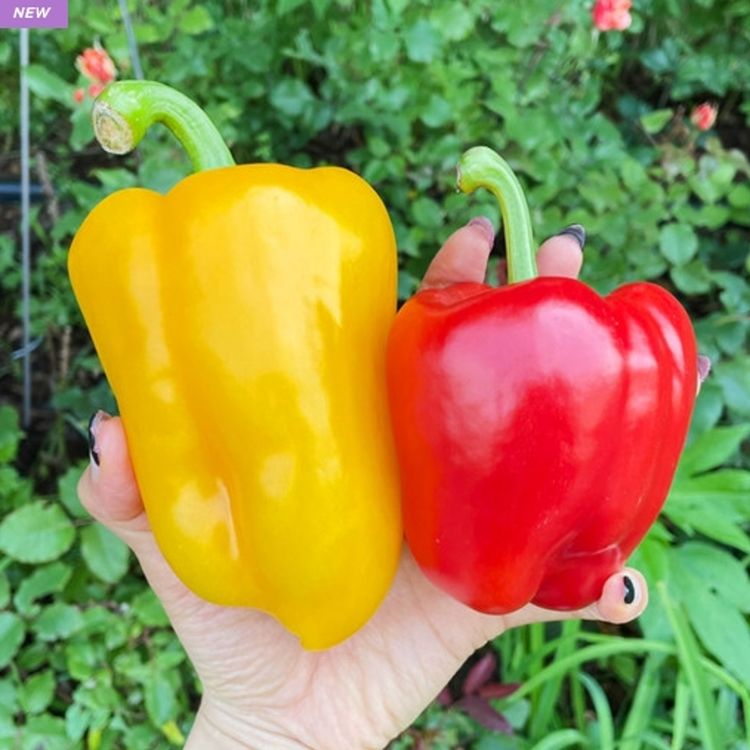 청정 제주 갓 수확한 햇 파프리카 1kg 1박스 산지직송 홈플러스 택배배송