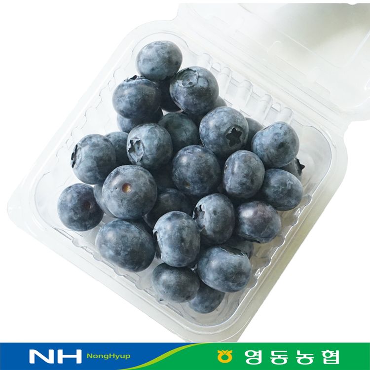 영동농협산지직송 영동 무농약 블루베리 1kg 사이즈 특상 홈플러스 택배배송