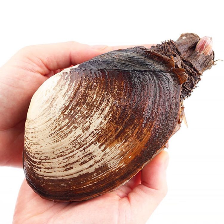 거제도 왕우럭조개 코끼리 조개 1kg 홈플러스 택배배송