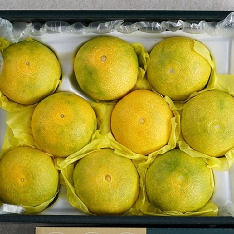 명절선물 제주 황금향 선물세트 중대과 3kg 명절 추석 과일 홈플러스 택배배송