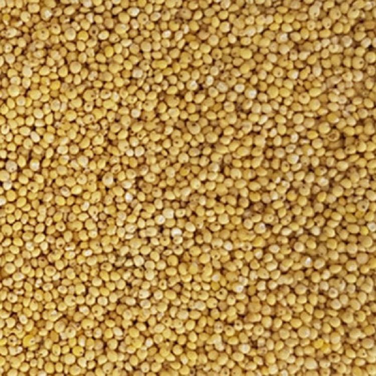 산지직송 국내산 전남 무안 황토밭 기장 1kg 홈플러스 택배배송