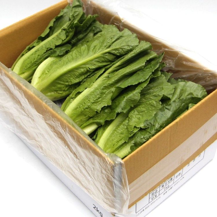 국내산 특품 통로메인 상추 한박스 2kg 쌈채소 모듬쌈 가락시장 당일새벽경매 홈플러스 택배배송
