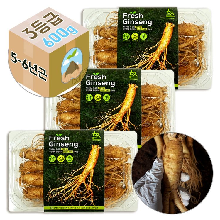 Gsday 고려 생 인삼 수삼 5 6년근 3호 선물용 1800g 홈플러스 택배배송