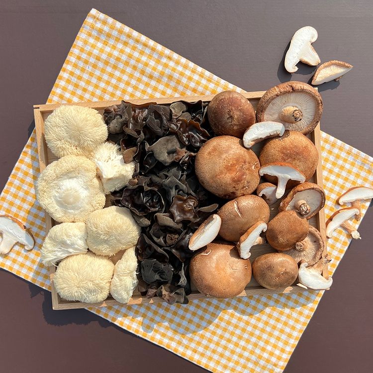 표고버섯 파지 25kg 목이버섯 300g 노루궁뎅이 8개입국내산 모듬 모둠 홈플러스 택배배송