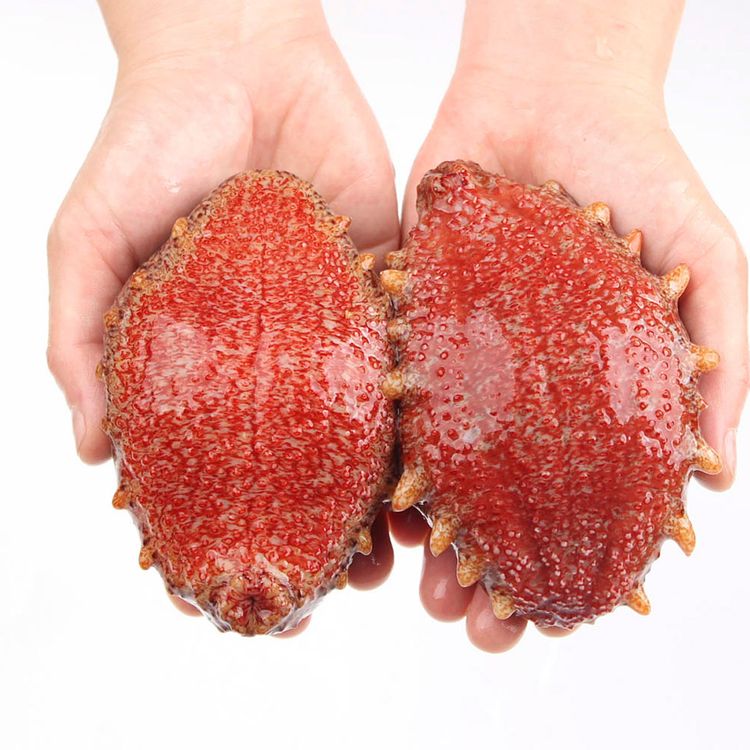 산지직송 거제도 해녀가 직접 채취한 홍해삼 500g 홈플러스 택배배송
