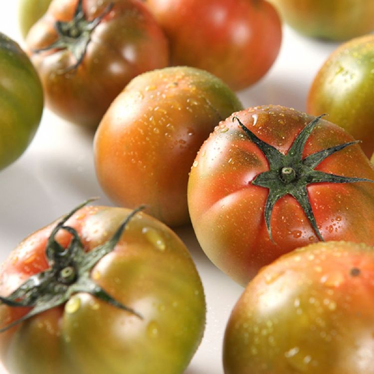 [GAP 인증] 제철 단짠 대저토마토 2.5kg(M과)/15개내외 | 홈플러스 택배배송