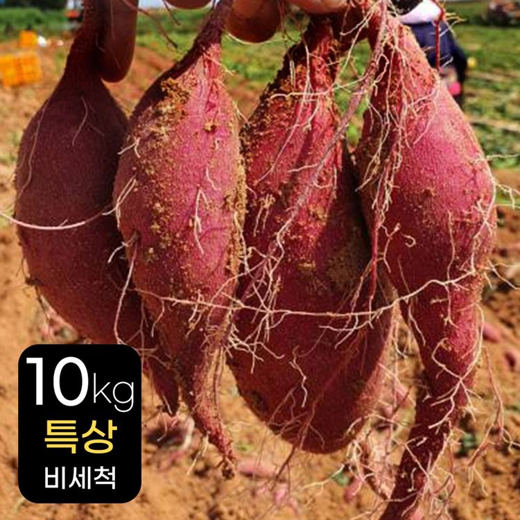 해남 햇 꿀고구마 베니하루카 제철간식 산지 직배송 베니하루카꿀 특상10kg비세척 홈플러스 택배배송