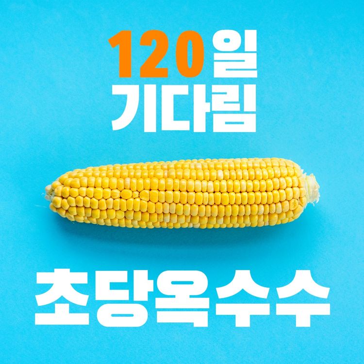 장터할매 당도17 23브릭스 보장 초당옥수수 20개입 9cm이상 홈플러스 택배배송