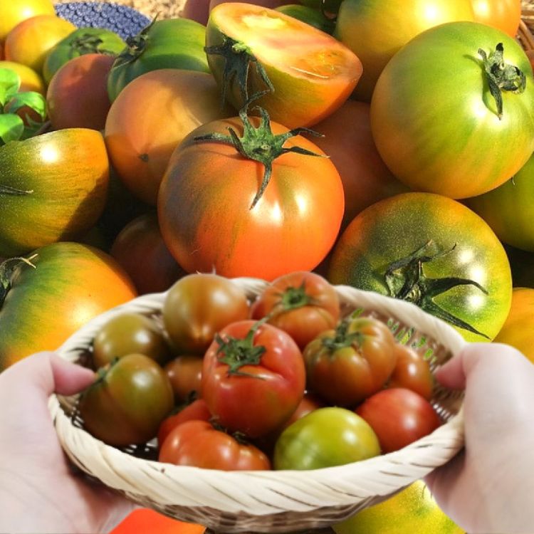 포미식탁 부산 대저 짭짤이 토마토 2.5kg 2S-3S(로얄과) | 홈플러스 택배배송