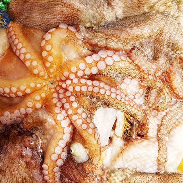 통영 자연산 제수용 돌문어 1kg 한마리 당일 조업 홈플러스 택배배송