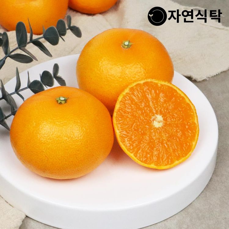 제주직송 제주 고당도 천혜향 15kg 대과4 6과 홈플러스 택배배송