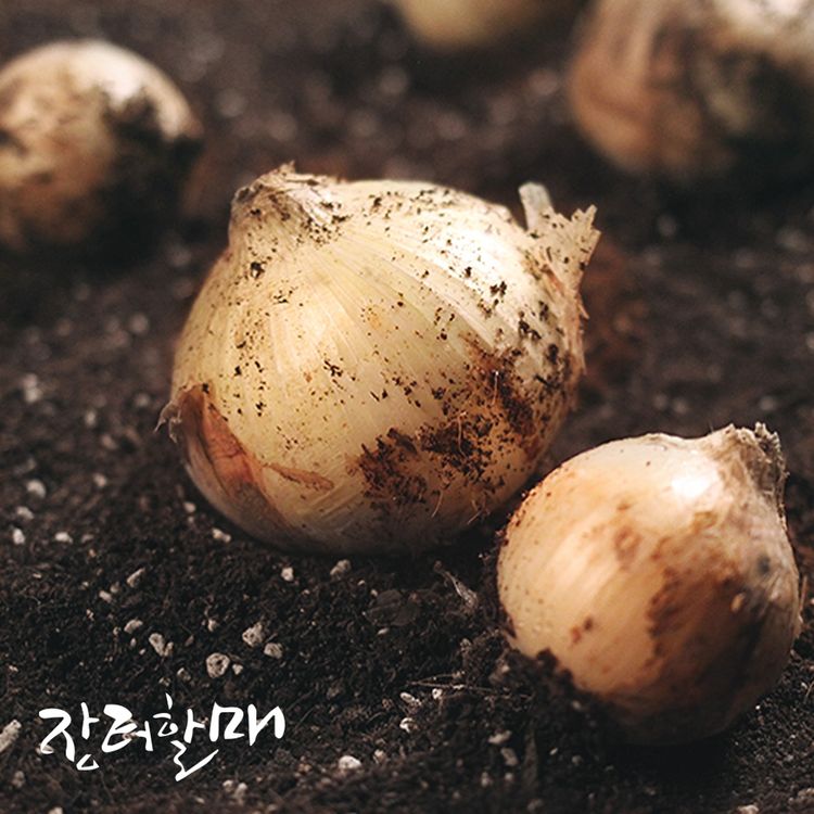 장터할매 23년 햇양파 양파 5kg 특품 국내산 홈플러스 택배배송