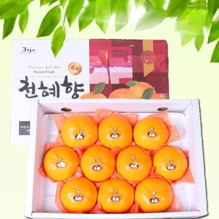 생소함 제주 고당도 명품 천혜향 선물세트 3kg 6 9과 내외 홈플러스 판매자택배