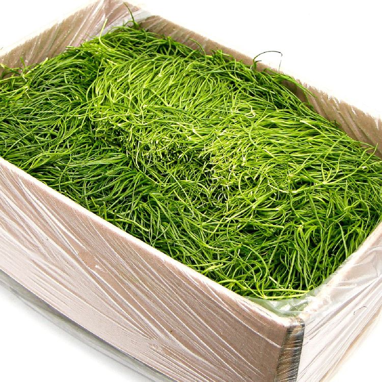 국내산 특품 세발나물 반박스 2kg 새발나물 가락시장 당일새벽경매 홈플러스 택배배송