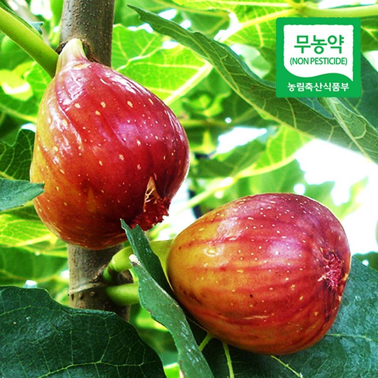 해남 농가 발송 무농약 무화과 1kg(500g 2팩, 팩당5~7과) | 홈플러스 택배배송