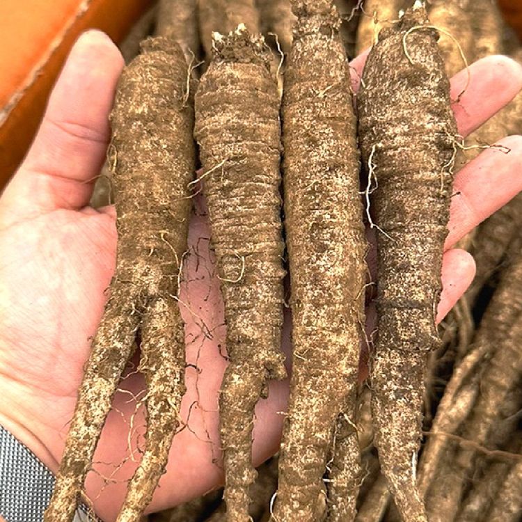 포미식탁 제주 흙더덕 구이용 더덕 크기 상 1kg 홈플러스 택배배송