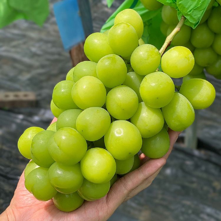 김천 샤인머스켓 4kg 4~5수 특품 망고포도 상주 샤인머스켓 선물 씨없는 청포도 선물용 홈플러스 택배배송