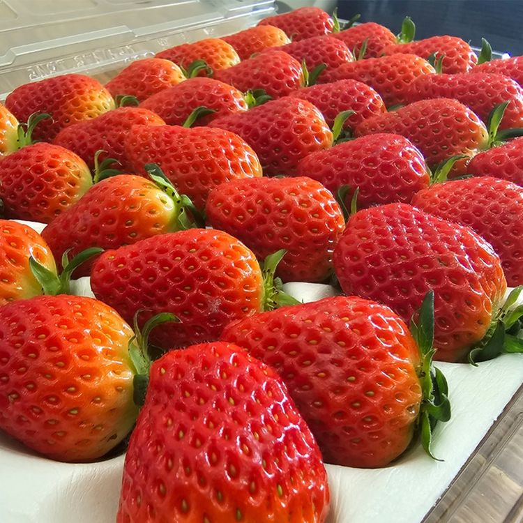 삼초니 금산 제철 설향딸기 700g24 35과내외 산지직송 품질보장 홈플러스 택배배송