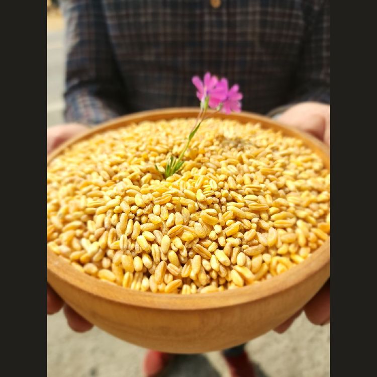 고인돌 호라산밀 4kg 당뇨에 좋은 통곡물 홈플러스 택배배송