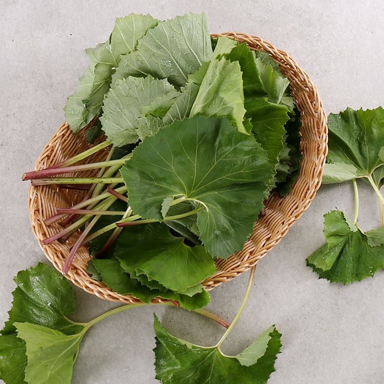 산지직송 경남 거창 산나물 향긋한 머위 1kg 홈플러스 택배배송