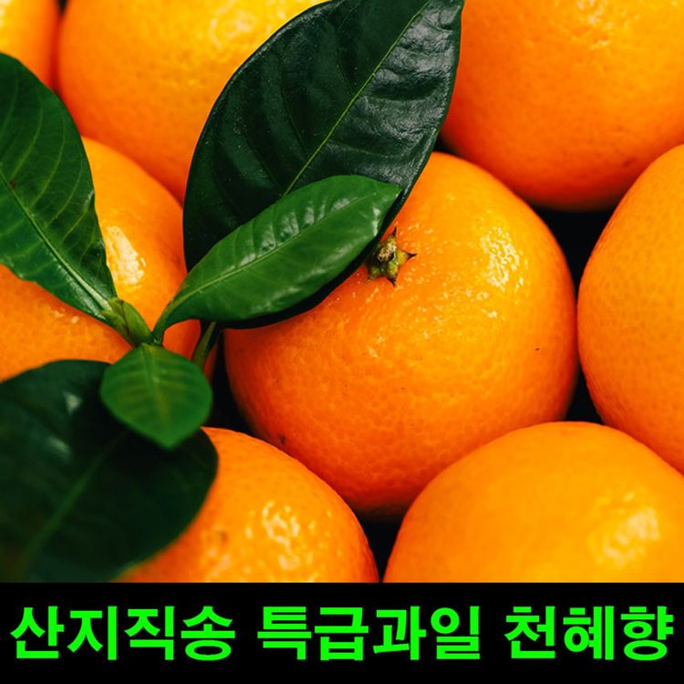 고씨네 특급 천혜향2kg 타이벡감귤 밀감 황금향 감귤 홈플러스 택배배송