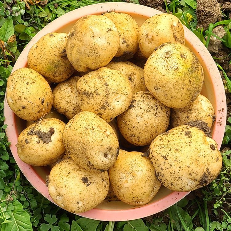 남도장터 금화영농 노지 2022 햇 감자 5kg 대 홈플러스 택배배송