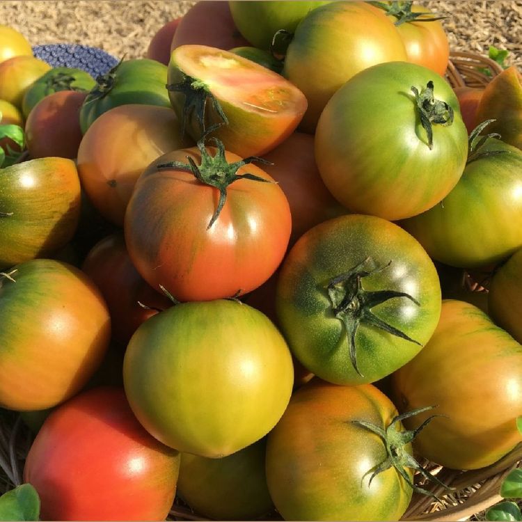 고당도 부산 대저토마토 짭짤이 2.5kg(2S-3S) | 홈플러스 택배배송