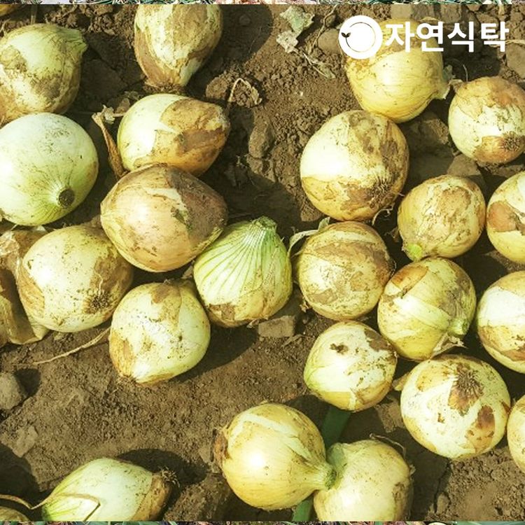 제주직송 23년 햇양파 단단한 제주 양파 10kg 소과장아찌용 홈플러스 택배배송