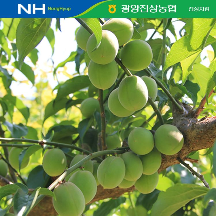 527 순차출고 광양진상농협 매실 5kg왕특2l농협공동선별 홈플러스 택배배송