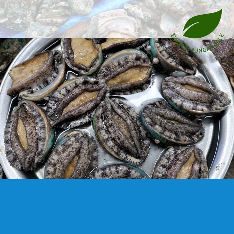 정아네식탁 완도직배송 산소포장 활전복 2kg 18 20미 홈플러스 택배배송