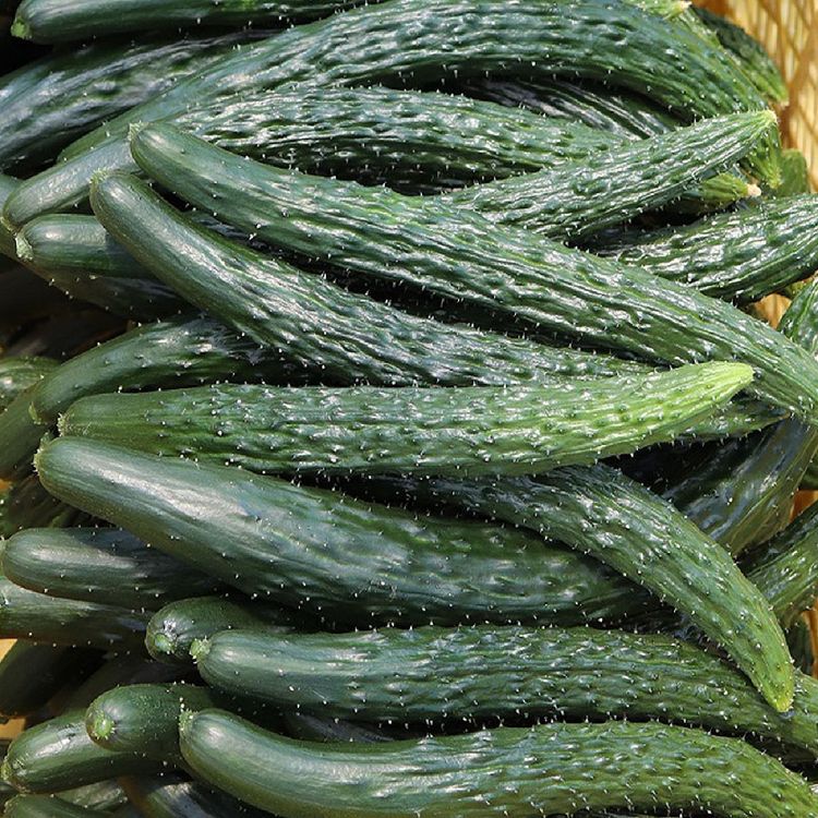 알뜰 국산 못난이 가시 오이 1kg 4~5개 못난이 오이 한박스 오이지오이 생오이 어글리채 홈플러스 택배배송