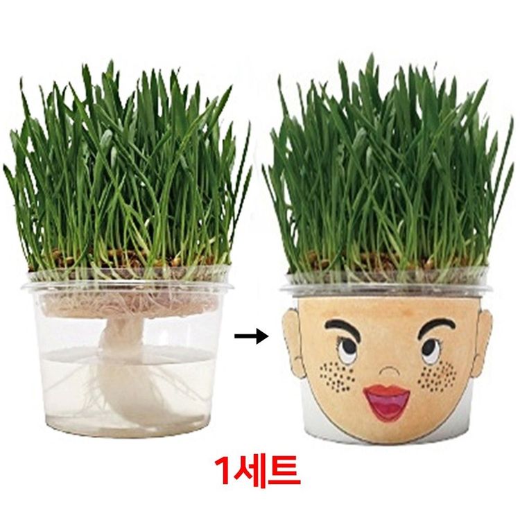 컬러링얼굴꾸미기 새싹보리심지재배기 1세트 홈플러스 택배배송