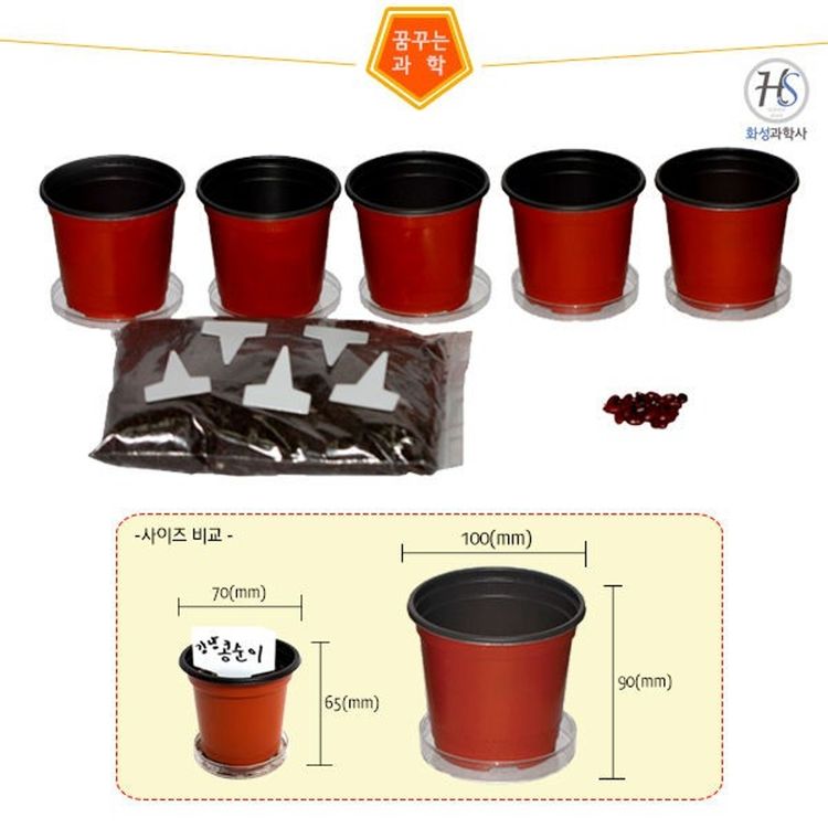 대형강낭콩 기르기 5명1세트 홈플러스 택배배송