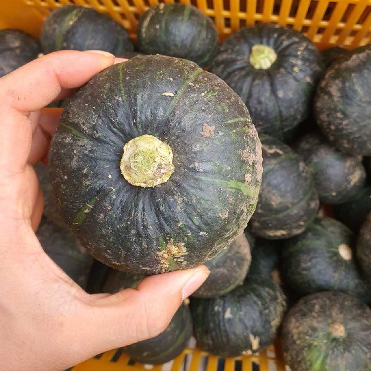 제주 미니밤호박 단호박 소과150~300g-4.5kg(15~30과) | 홈플러스 택배배송