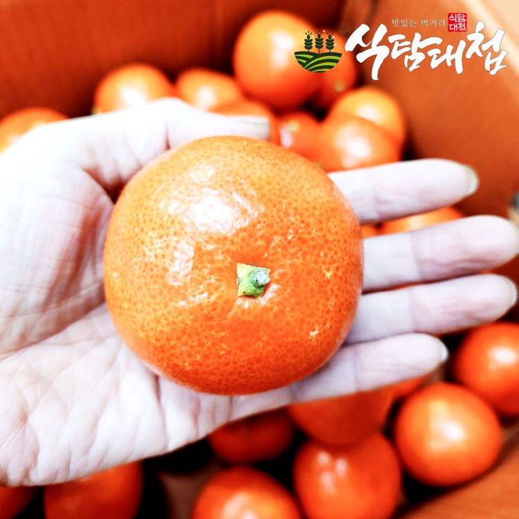 식탐대첩 프리미엄 제주 동백향 정품 2kg 16 30과 홈플러스 택배배송