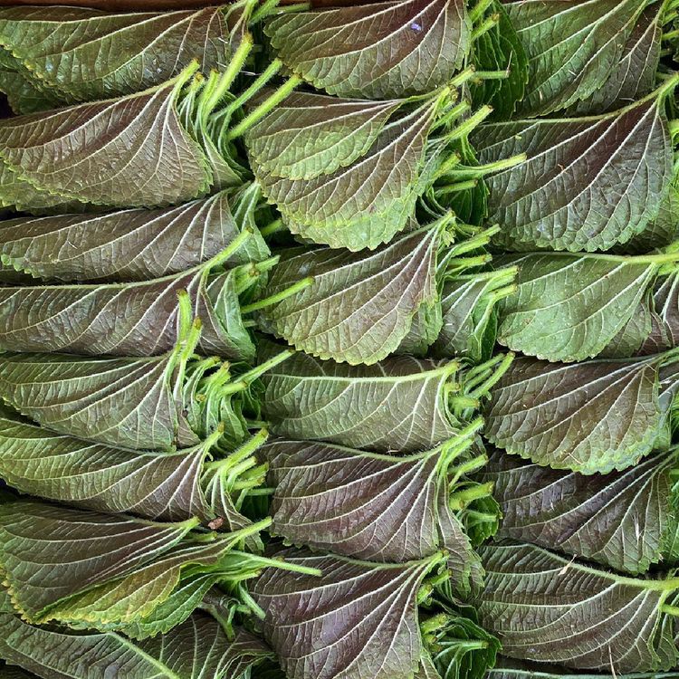 알뜰 국산 깻잎 2kg 이내 50속 생 깻잎 생채 깻잎쌈 깬닙 고기 쌈 채소 쌈 야채 반찬 홈플러스 택배배송