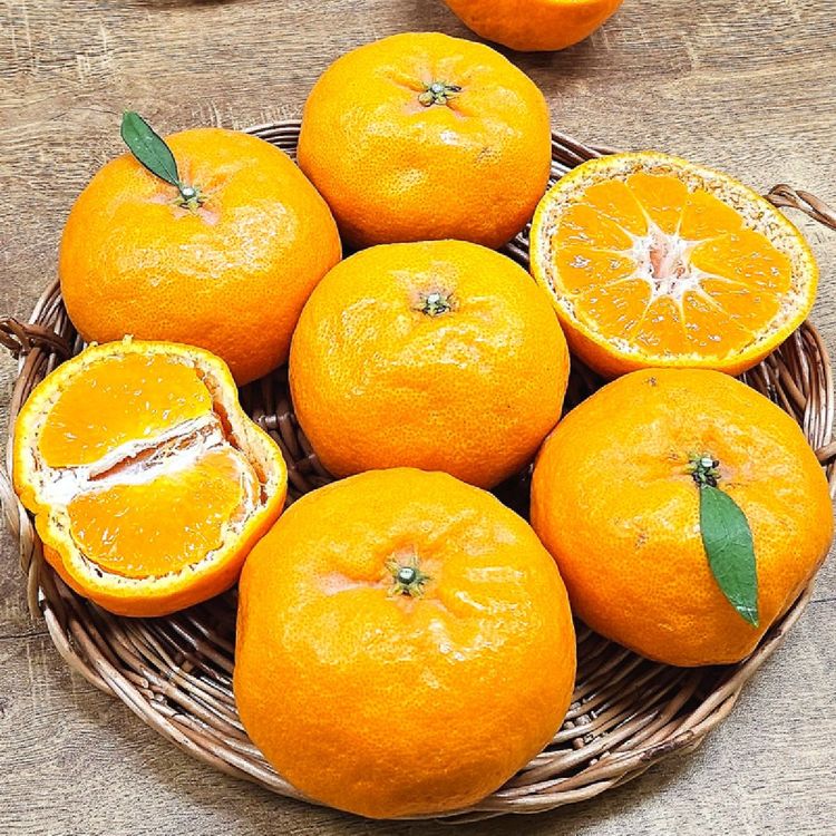 포미식탁 제주 프리미엄 감귤 윈터프린스 3kg 7 20과 홈플러스 택배배송