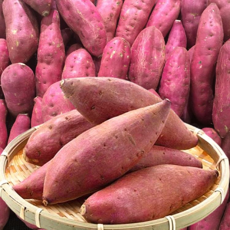포미식탁 해남 꿀 고구마 햇 세척고구마 5kg 한입 홈플러스 택배배송
