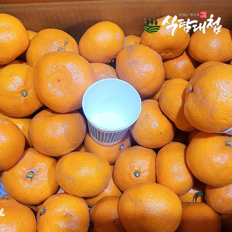 식탐대첩 제주 서귀포 노지 조생감귤 5kg 대과 홈플러스 택배배송