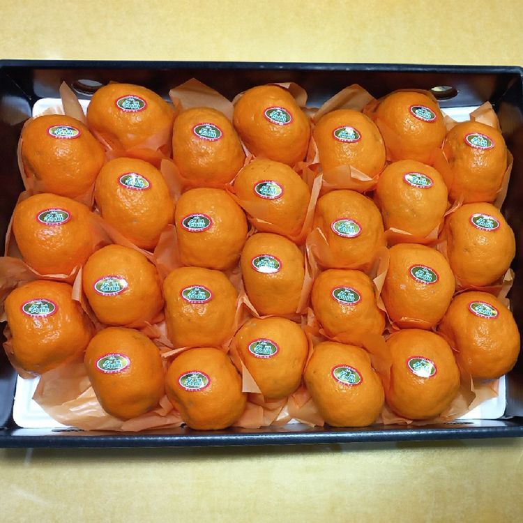 농장이필요해제주 효돈 제철 카라향 선물세트 5kg 싱싱한감귤 홈플러스 택배배송