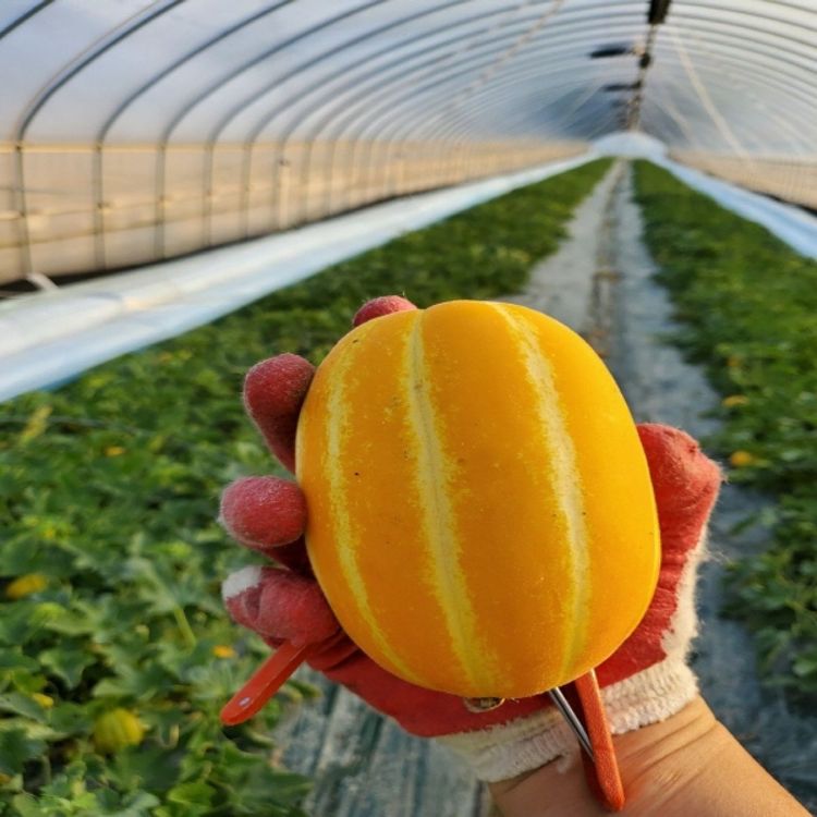 산지직송 당일수확 당도선별 프리미엄 성주 참외 못난이 5kg혼합랜덤과 고당도참외 꿀참외 홈플러스 택배배송