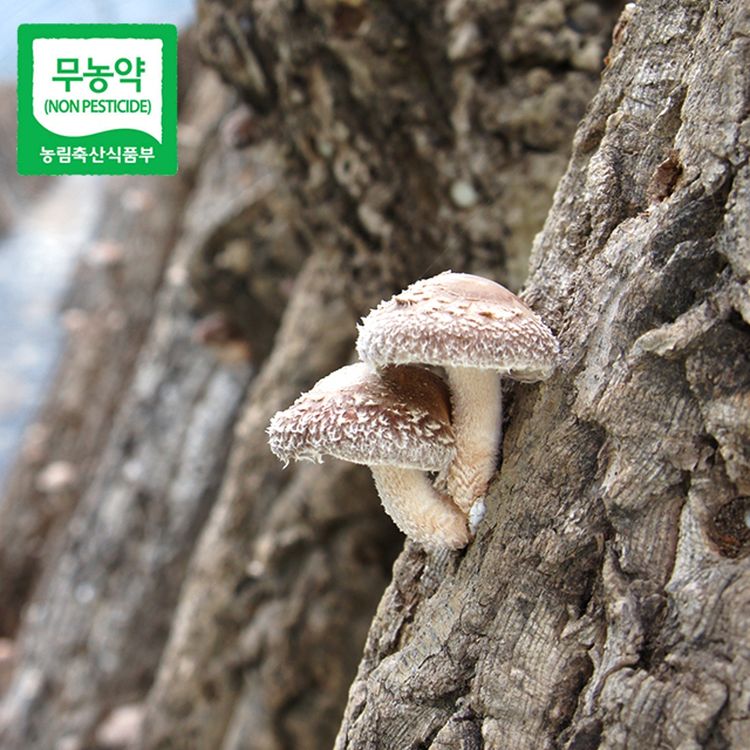 생산자직송 전북 순창 참나무 원목 생표고버섯 1kg가정용일반 홈플러스 택배배송