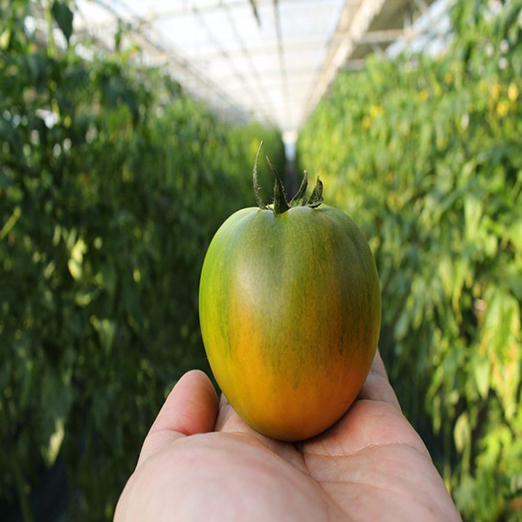 산지직송 GAP인증농가 고당도 부산 대저 짭잘이토마토 특품 2.5kg(S-2S사이즈) | 홈플러스 택배배송