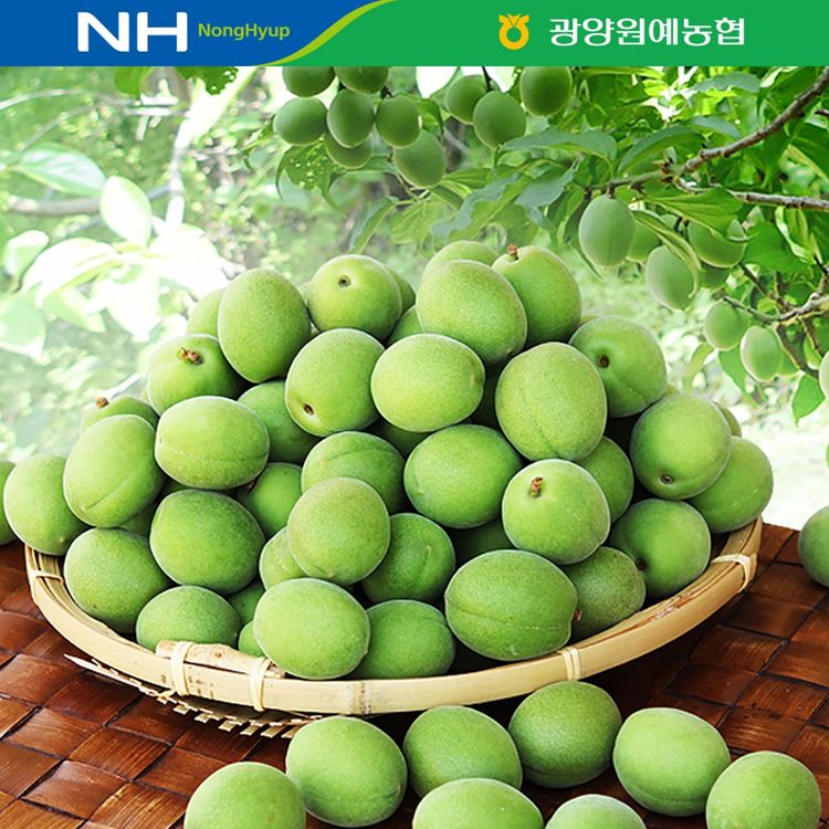 527 순차출고 광양원예농협 매실 5kg특l농협공동선별 홈플러스 택배배송