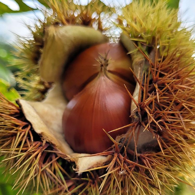 공주 알밤 4kg 대 공주밤 24년햇밤 공주 햇밤 공주 생밤 맛있는밤 공주 왕밤 햇알밤 공 홈플러스 택배배송