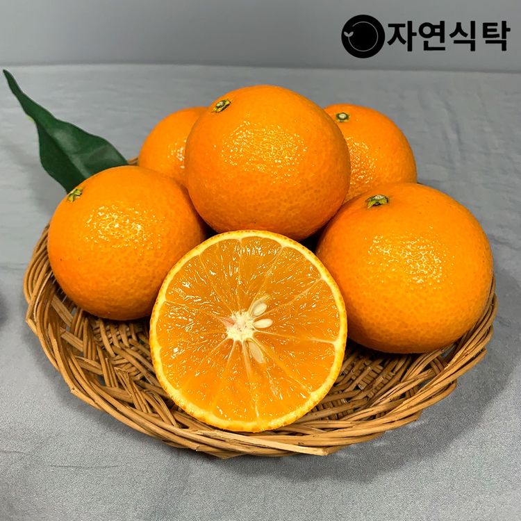 산지직송 제주 서귀포 고당도 황금향 2kg 중과9~11과 홈플러스 택배배송
