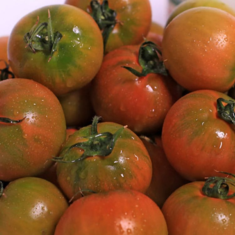 [GAP인증] 부산 대저 강신길님의 짭짤한 토마토 2.5kg (M) | 홈플러스 택배배송