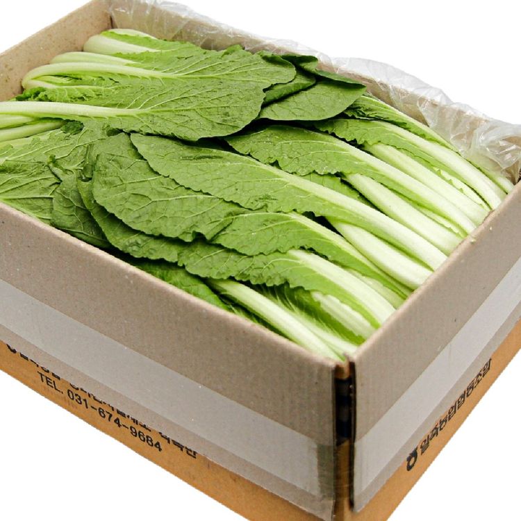 국내산 특품 얼갈이 배추 반박스 2kg 가락시장 당일새벽경매 홈플러스 택배배송